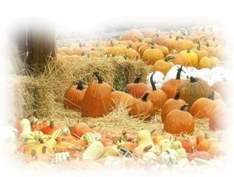 tubes alimentation citrouille